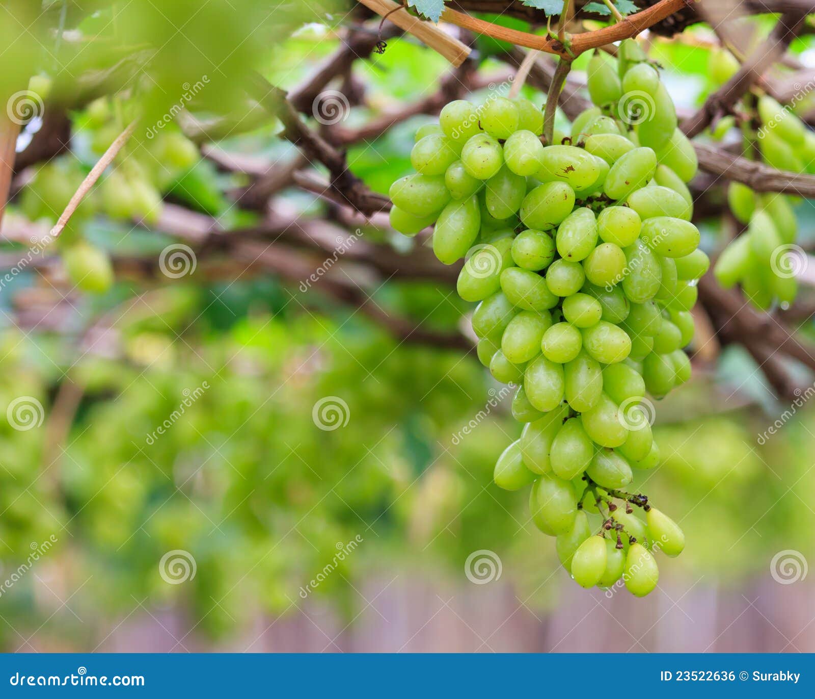 Fresh grape stock photo. Image of growth, outdoor, harvest - 23522636