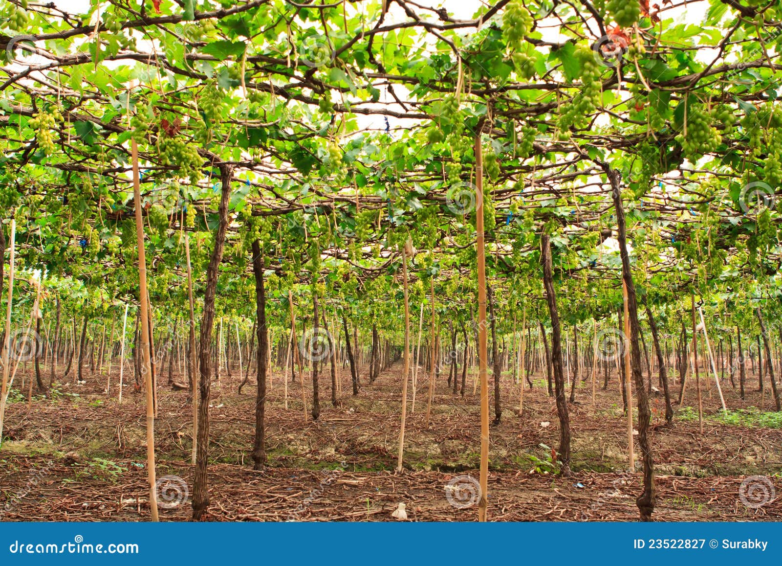 Fresh grape stock image. Image of food, green, farm, field - 23522827