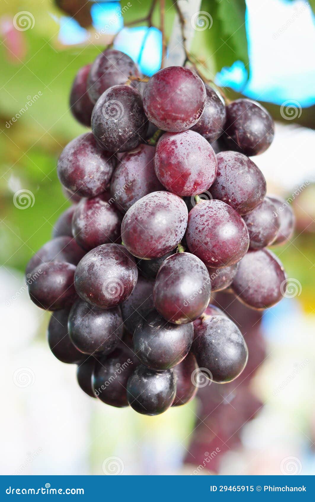 Fresh Grape stock image. Image of season, agriculture - 29465915
