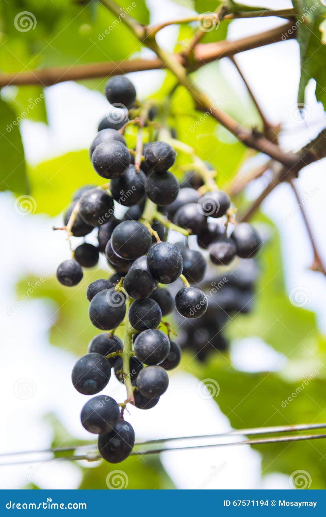 Fresh Grape on Branches in the Vineyards Stock Photo - Image of garden ...