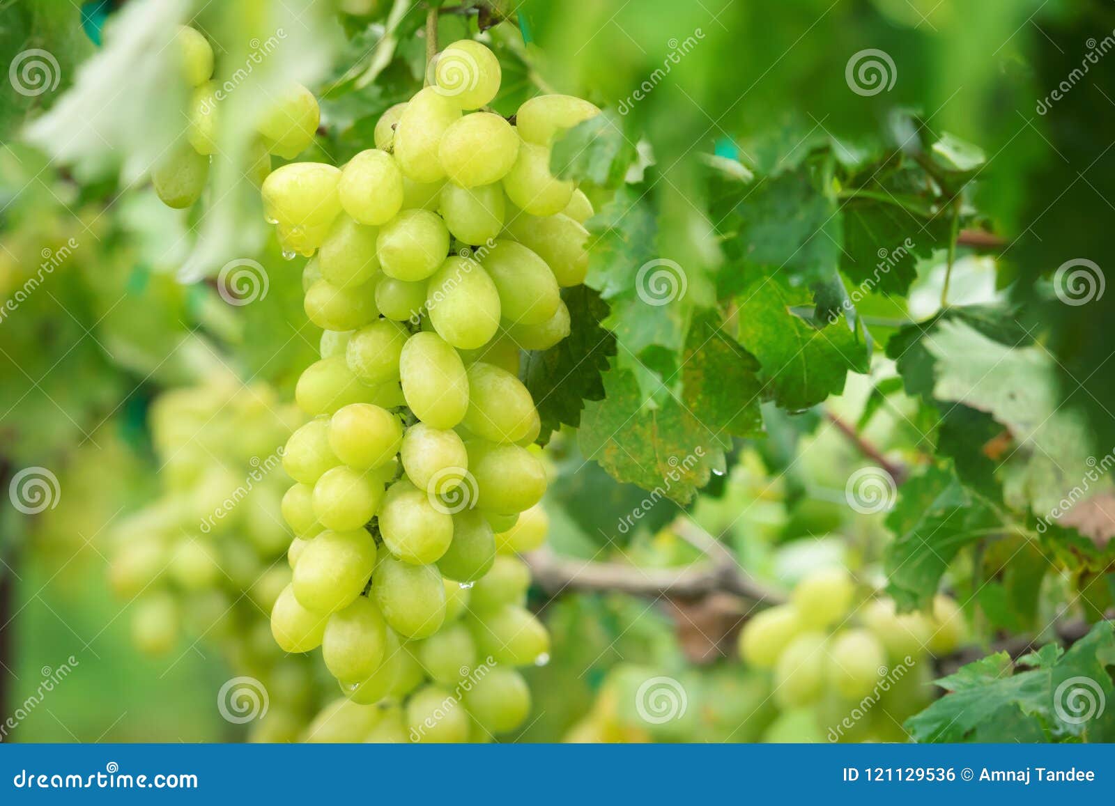 Fresh Grape on Bunches in Farm Stock Photo - Image of garden, fruit ...