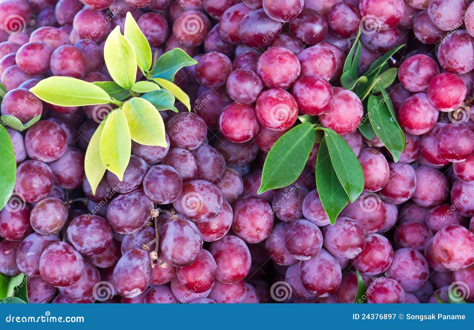 Fresh grape fruit stock image. Image of close, raise - 24376897