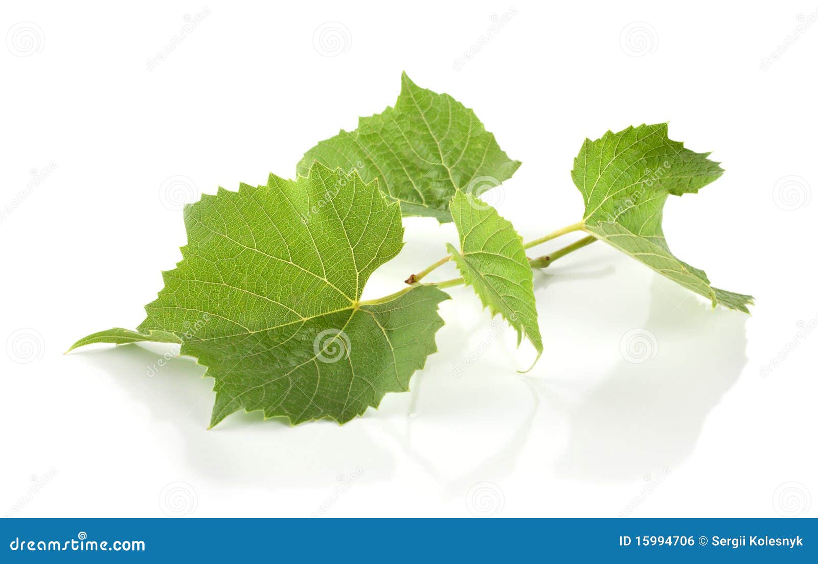 Fresh grape leaves stock photo. Image of isolated, growth - 15994706