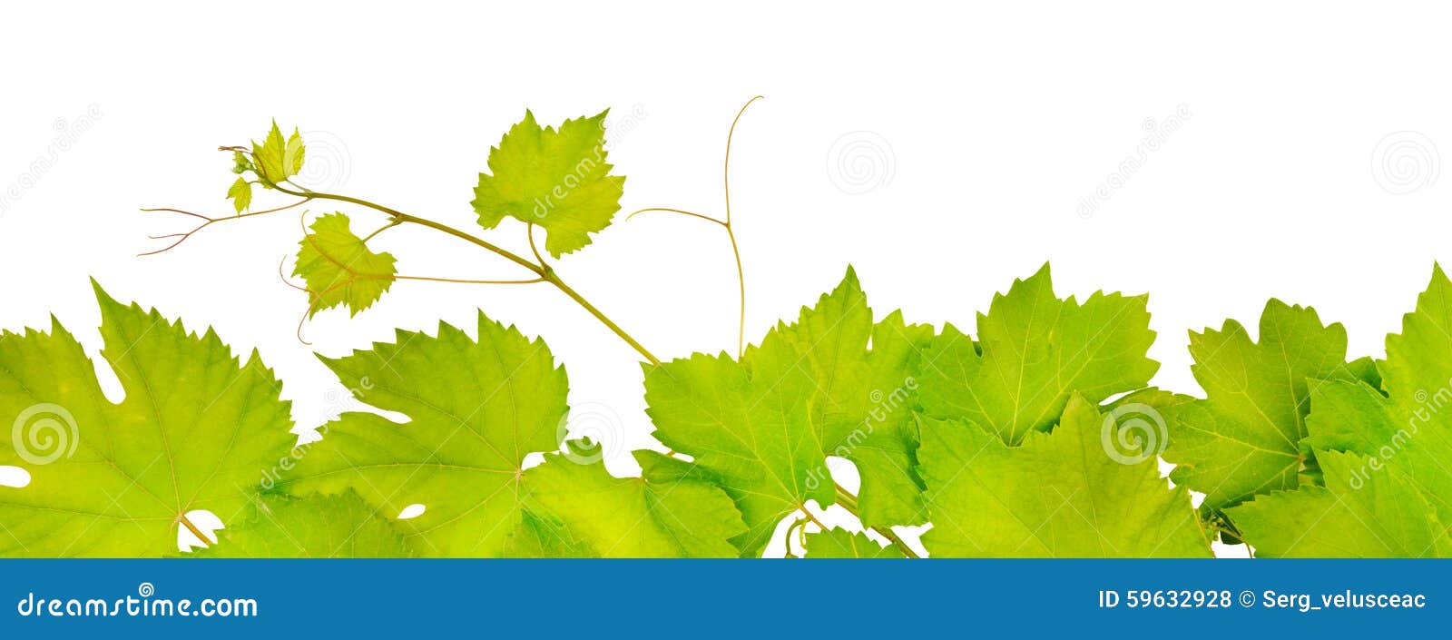 Vine Leaves Affected By Insects From The Phylloxeridae Family. Grape ...