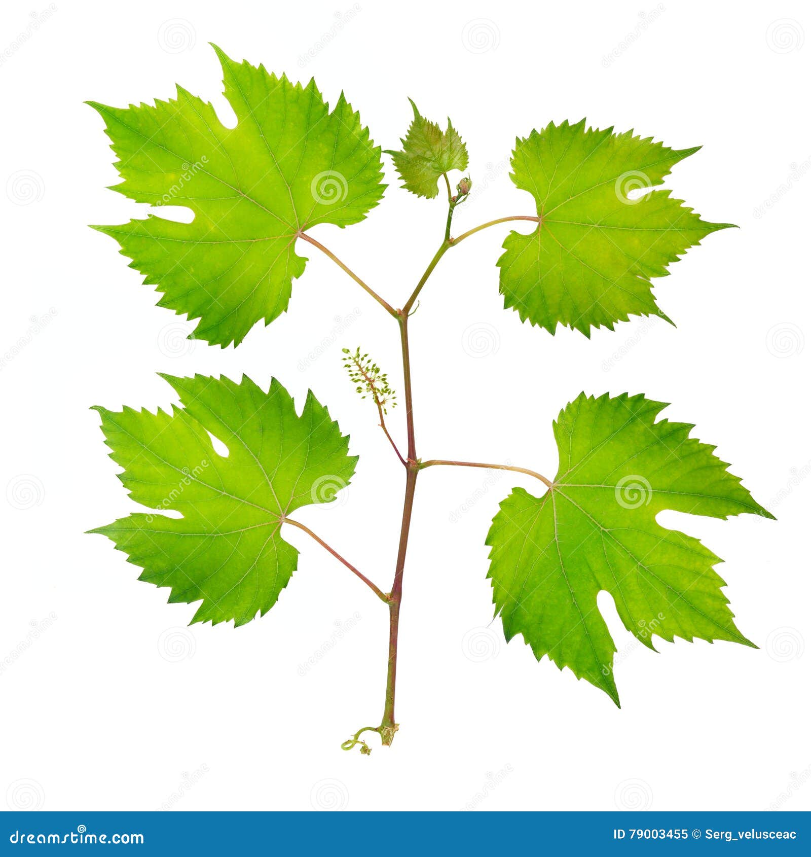 Fresh grape leaves stock image. Image of branch, design - 79003455