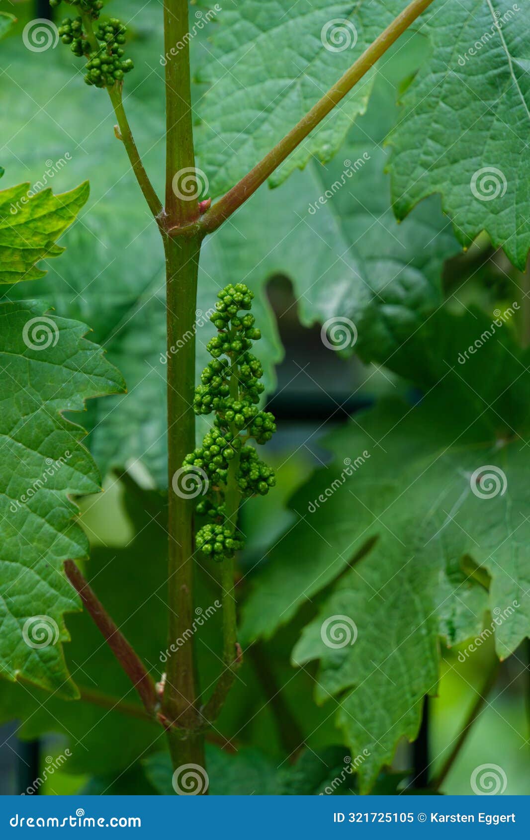 Fresh Grape Shoots Growing on a Vine Stock Image - Image of leaf ...