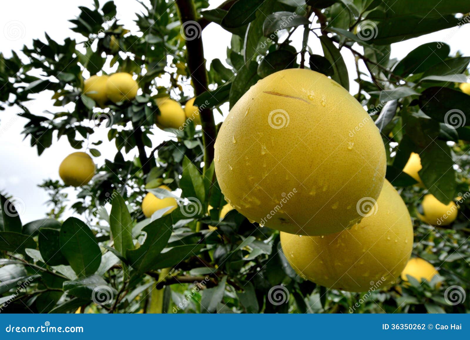 Fresh grapefruit on tree stock photo. Image of agriculture - 36350262