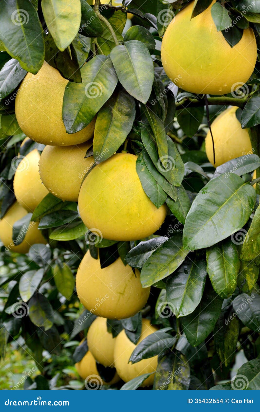 Fresh grapefruit on trees stock photo. Image of featured - 35432654