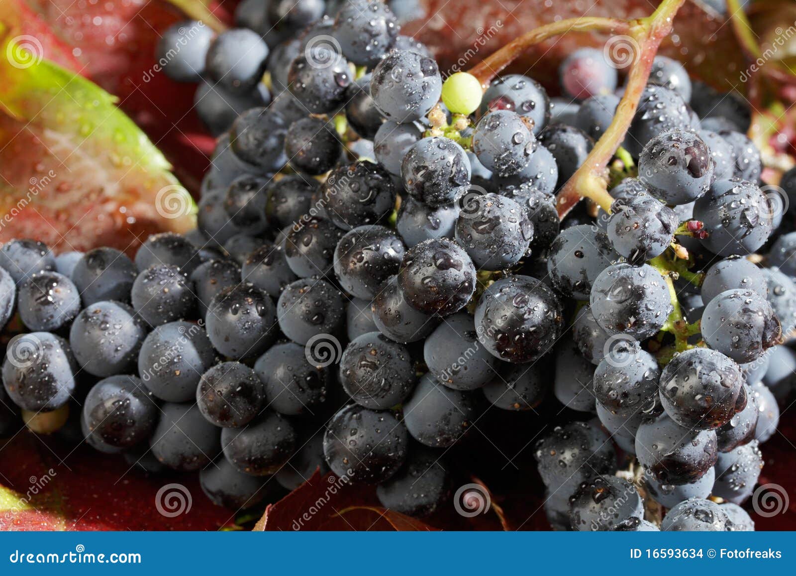 Fresh grapes stock photo. Image of delicious, autumn - 16593634