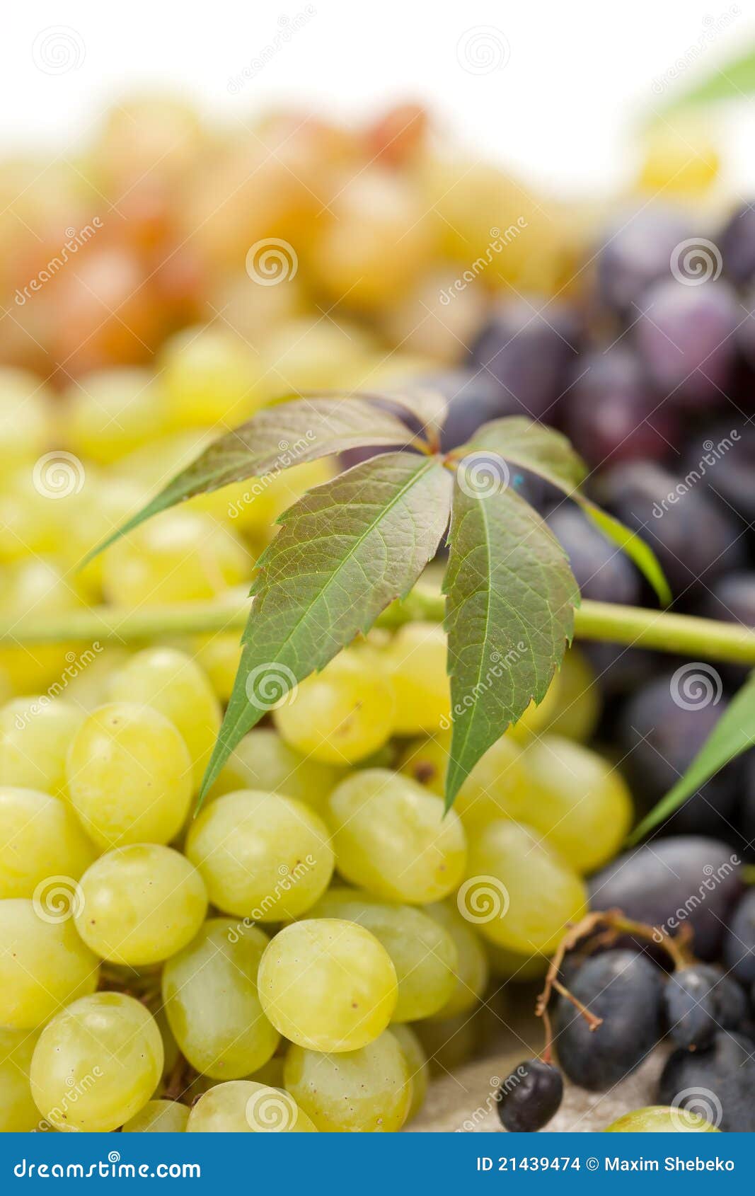 Fresh grapes stock photo. Image of ripe, natural, green - 21439474