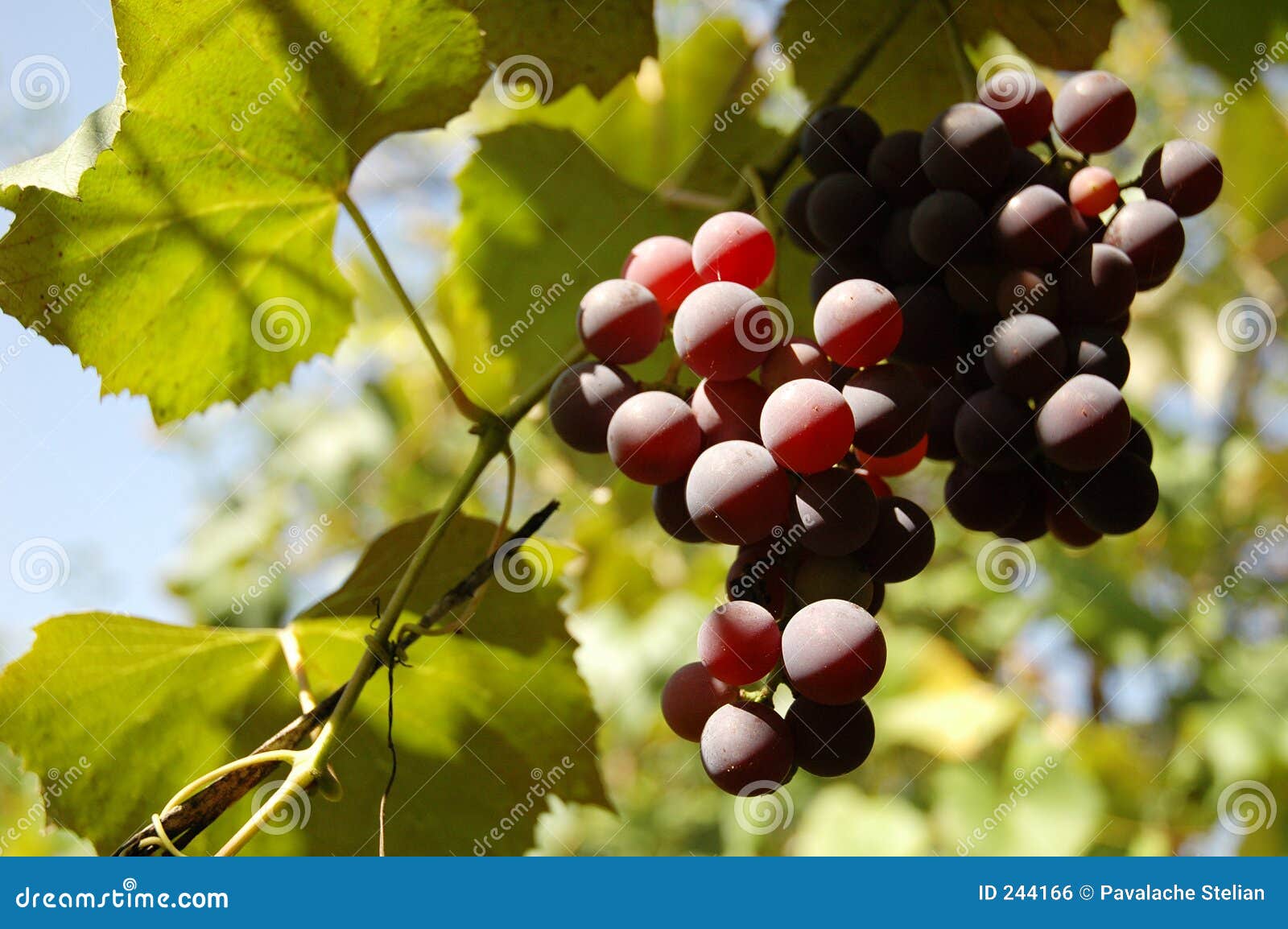 Fresh Grapes stock photo. Image of leaves, purple, grapes - 244166