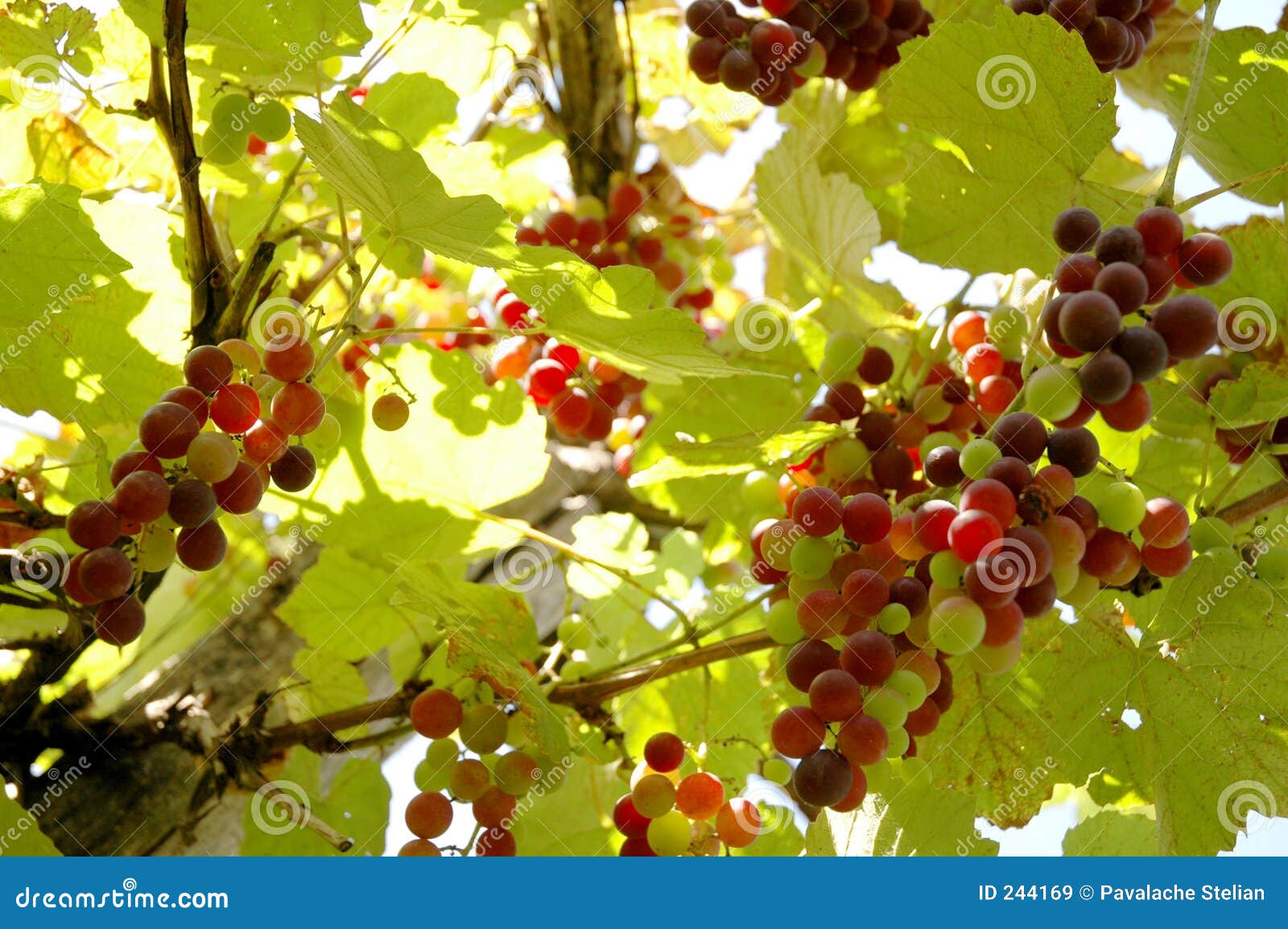 Fresh Grapes stock image. Image of fruit, romania, purple - 244169