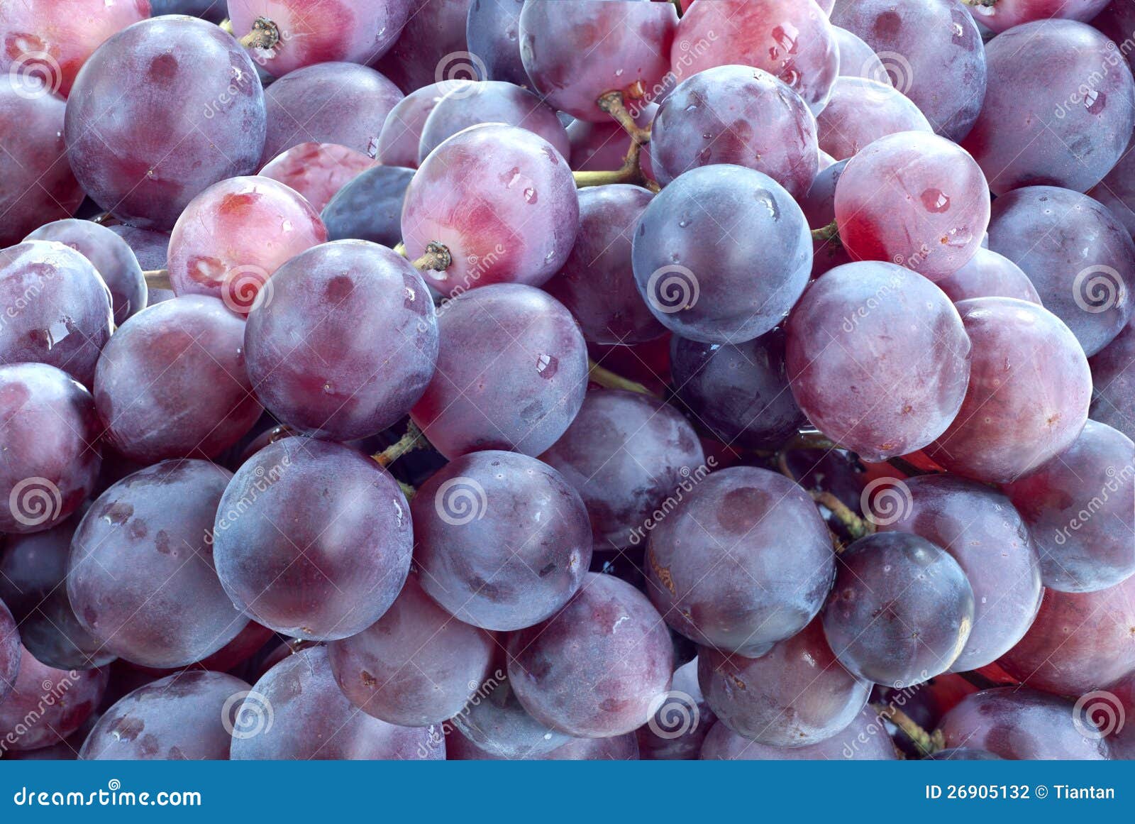 Fresh grapes stock photo. Image of closeup, harvest, gourmet - 26905132