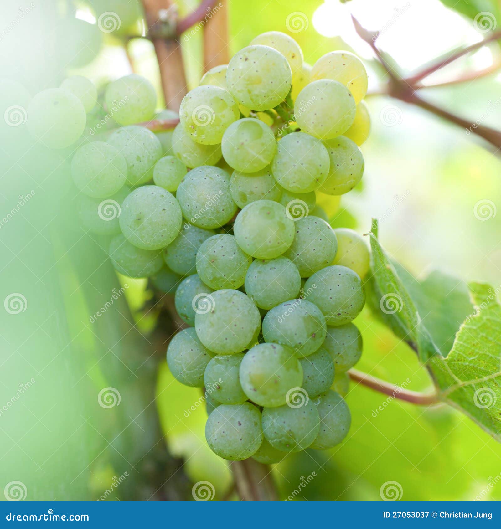 Fresh grapes stock image. Image of white, autumn, gathering - 27053037