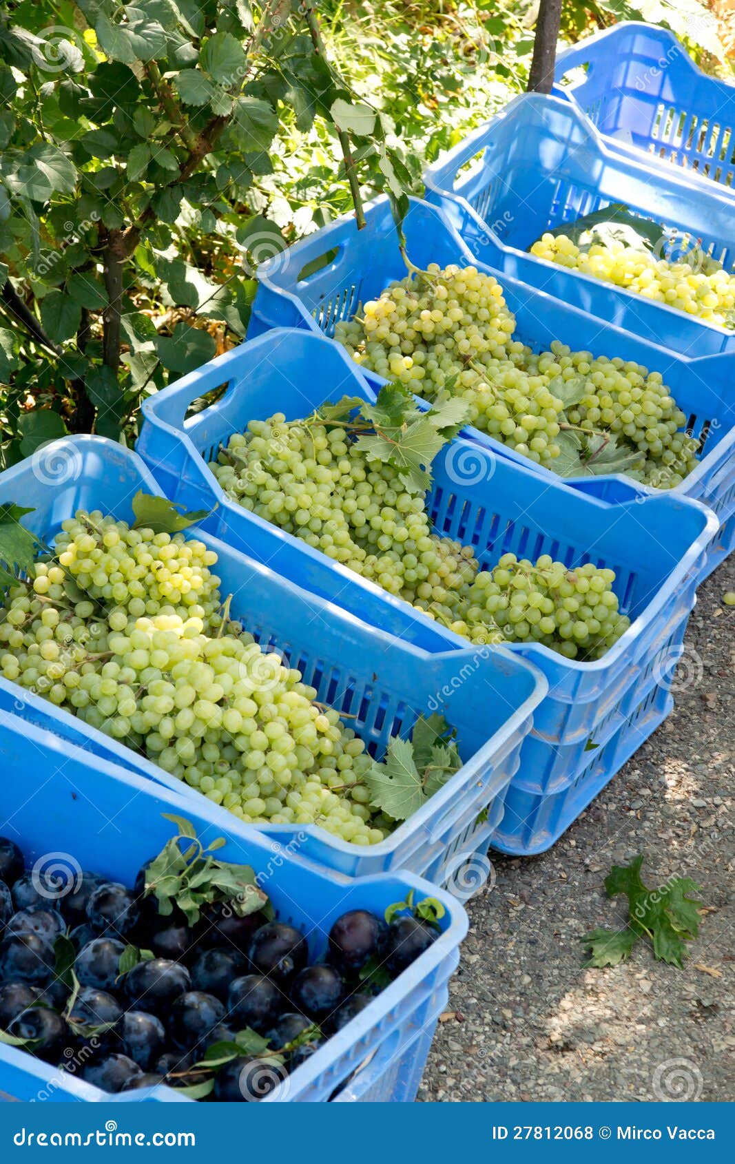 Fresh grapes stock photo. Image of blue, sweet, market - 27812068