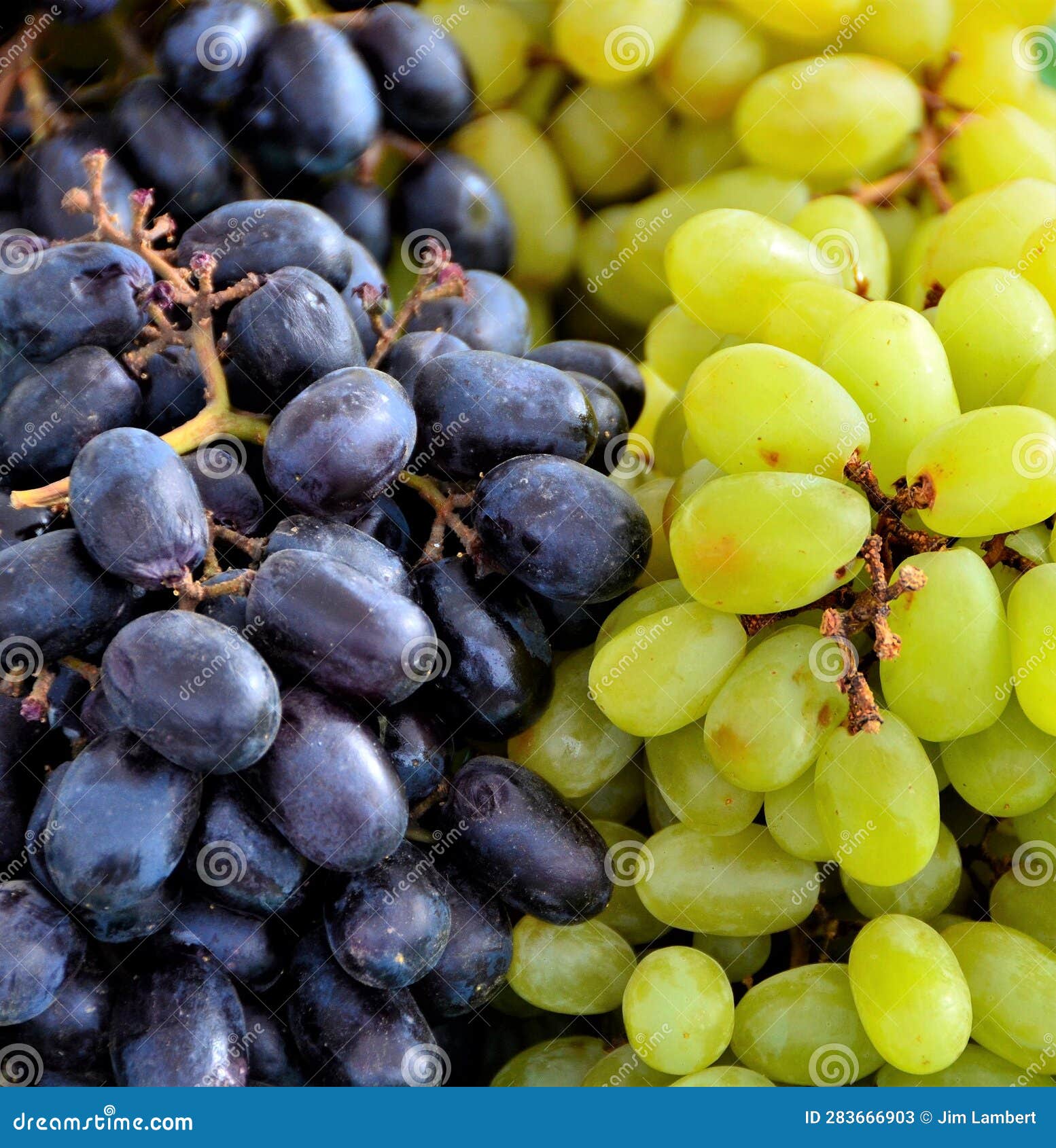 Fresh Grapes stock image. Image of dessert, food, plant - 283666903