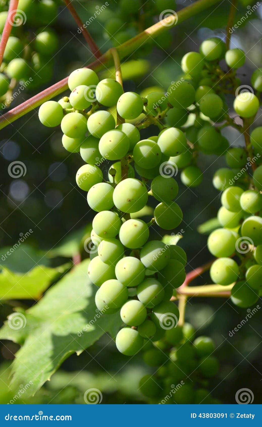 Fresh Grapes on a Grapevine Stock Image - Image of grape, french: 43803091