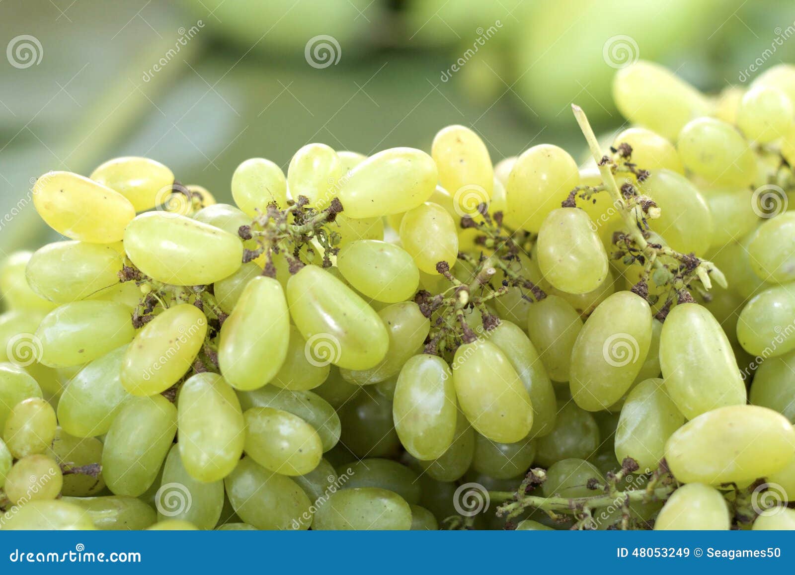 Fresh grapes in the market stock image. Image of natural - 48053249