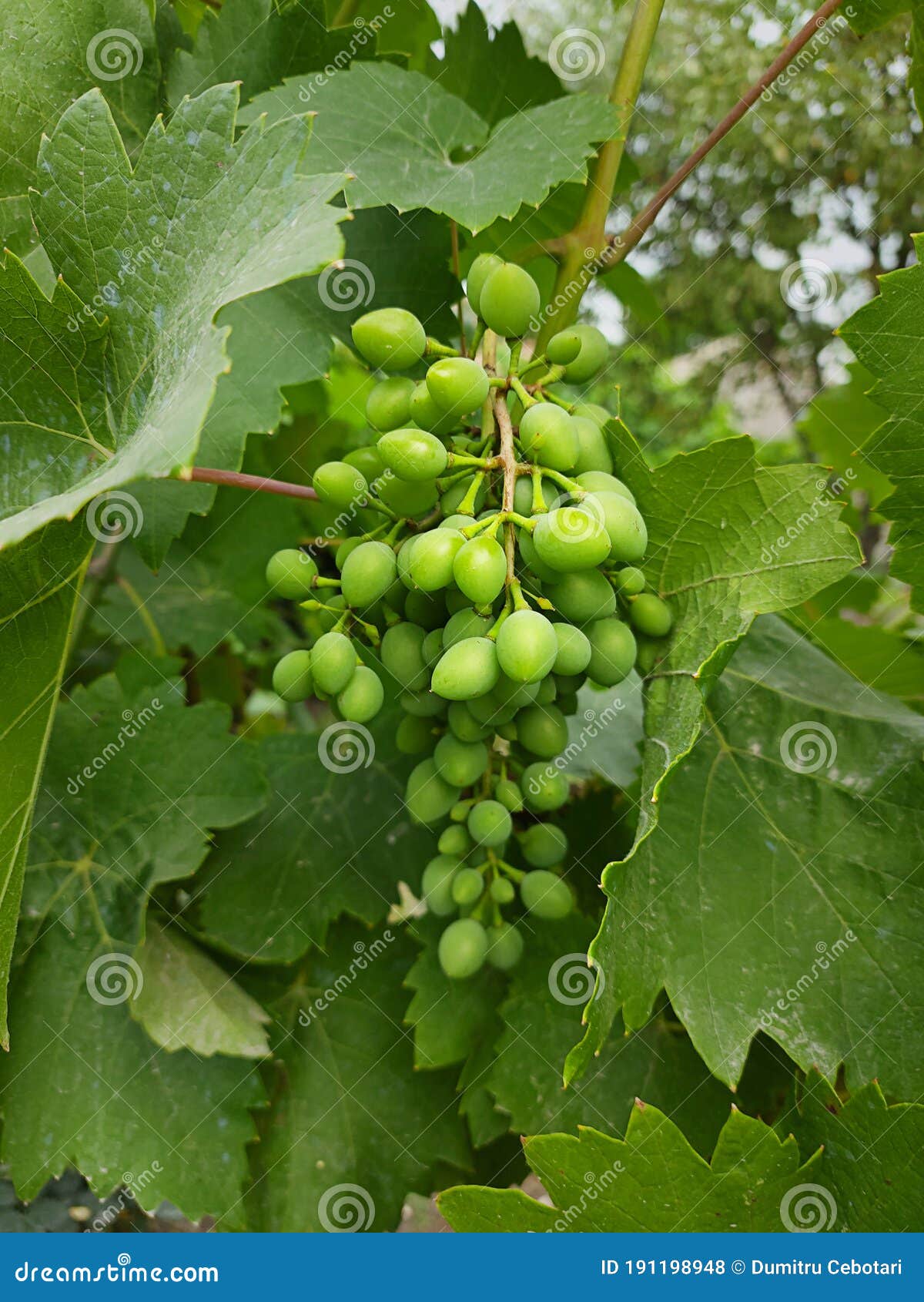 Fresh Grapes at Maturity. Green Sunny Leaves in the Background Stock ...