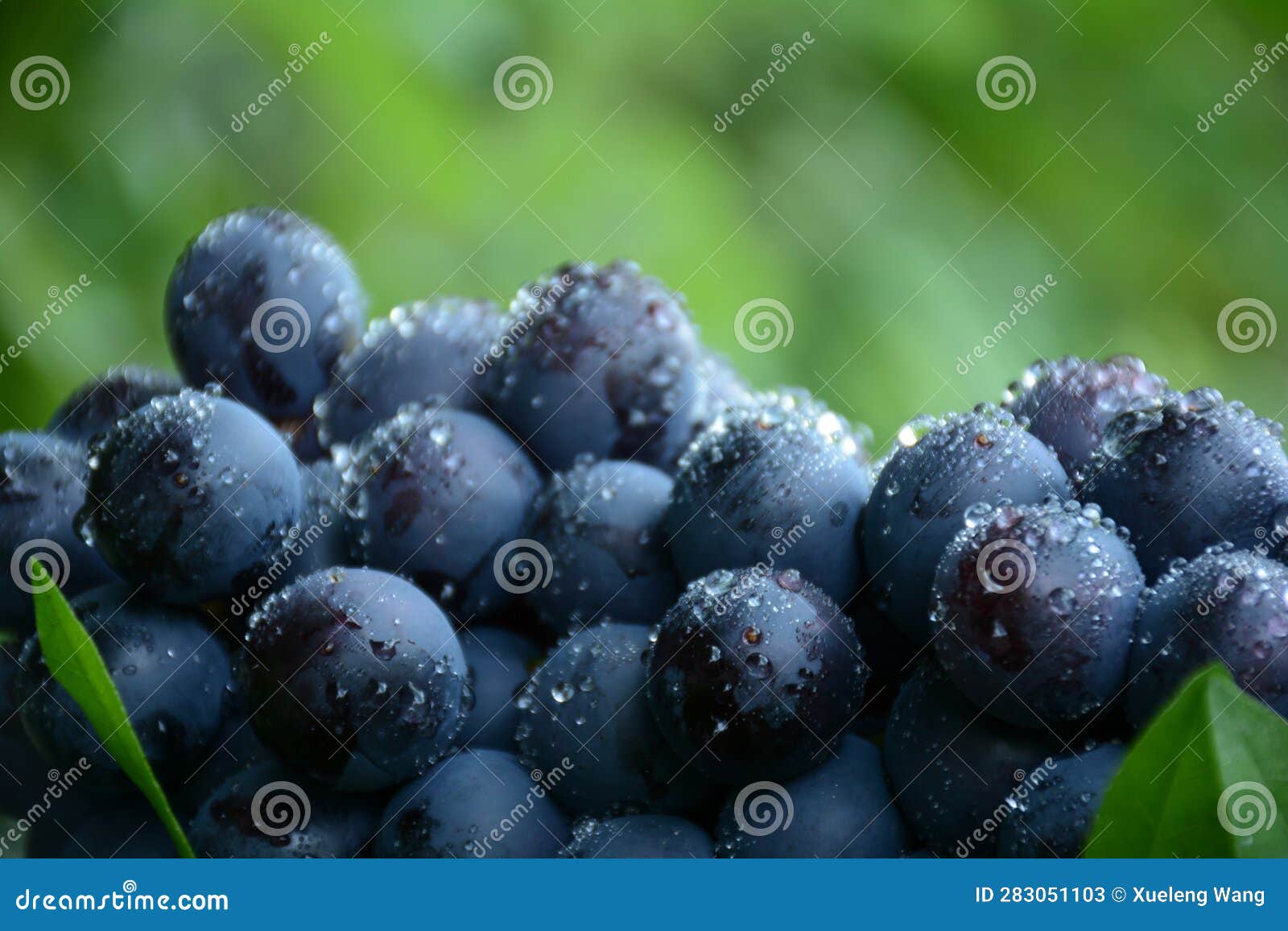 Fresh Grapes Outside with Leaves As the Background. Stock Image - Image ...