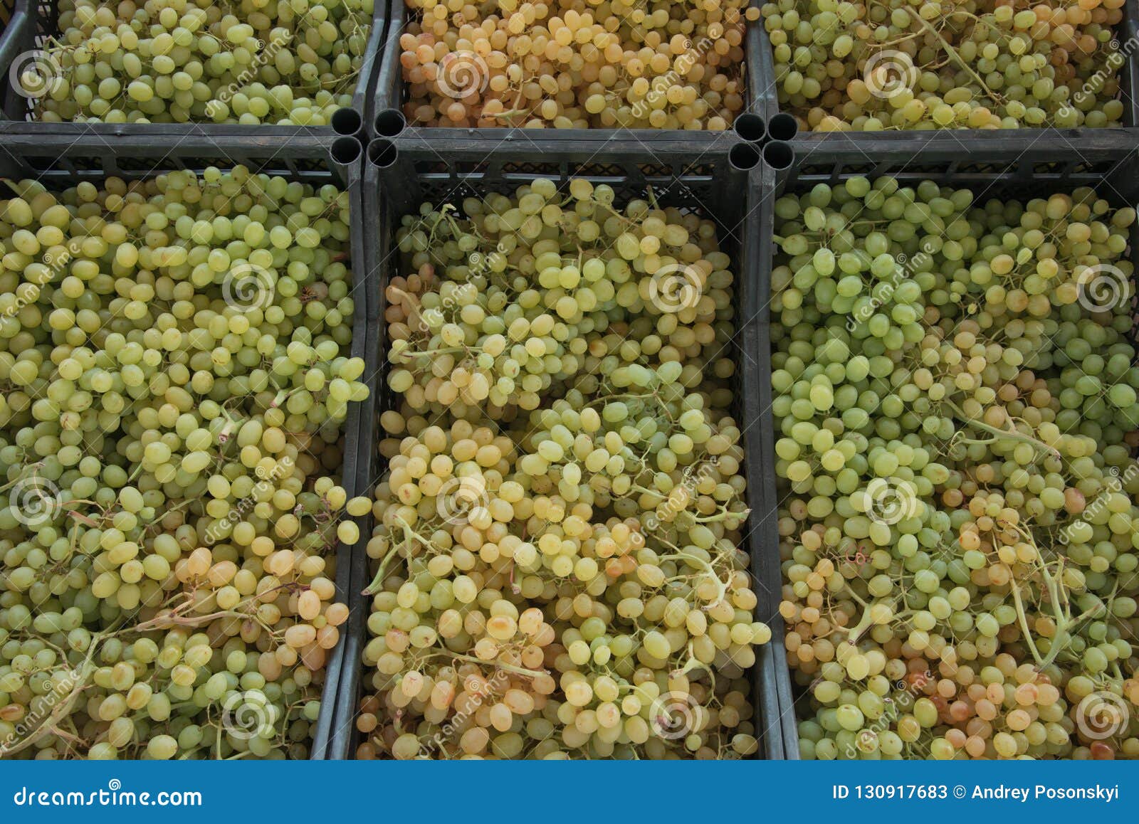 Fresh Grapes in Plastic Boxes Stock Image - Image of autumn, bunch ...