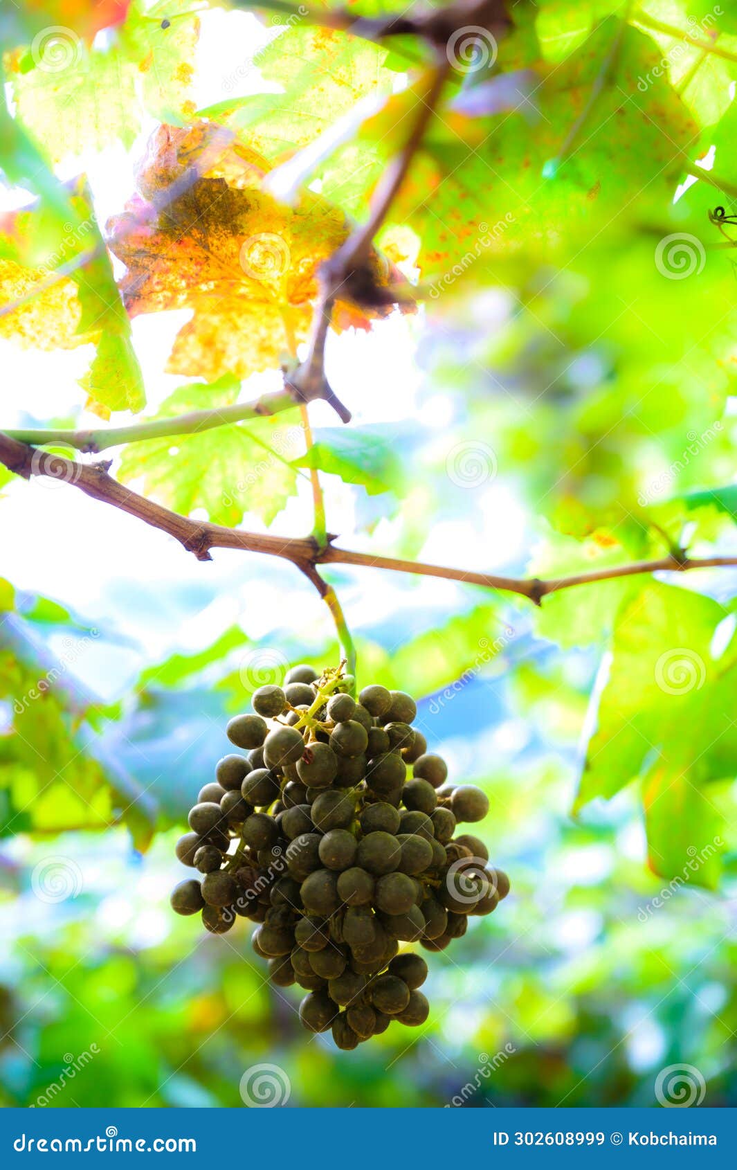 Fresh grapes on the tree stock image. Image of agriculture - 302608999