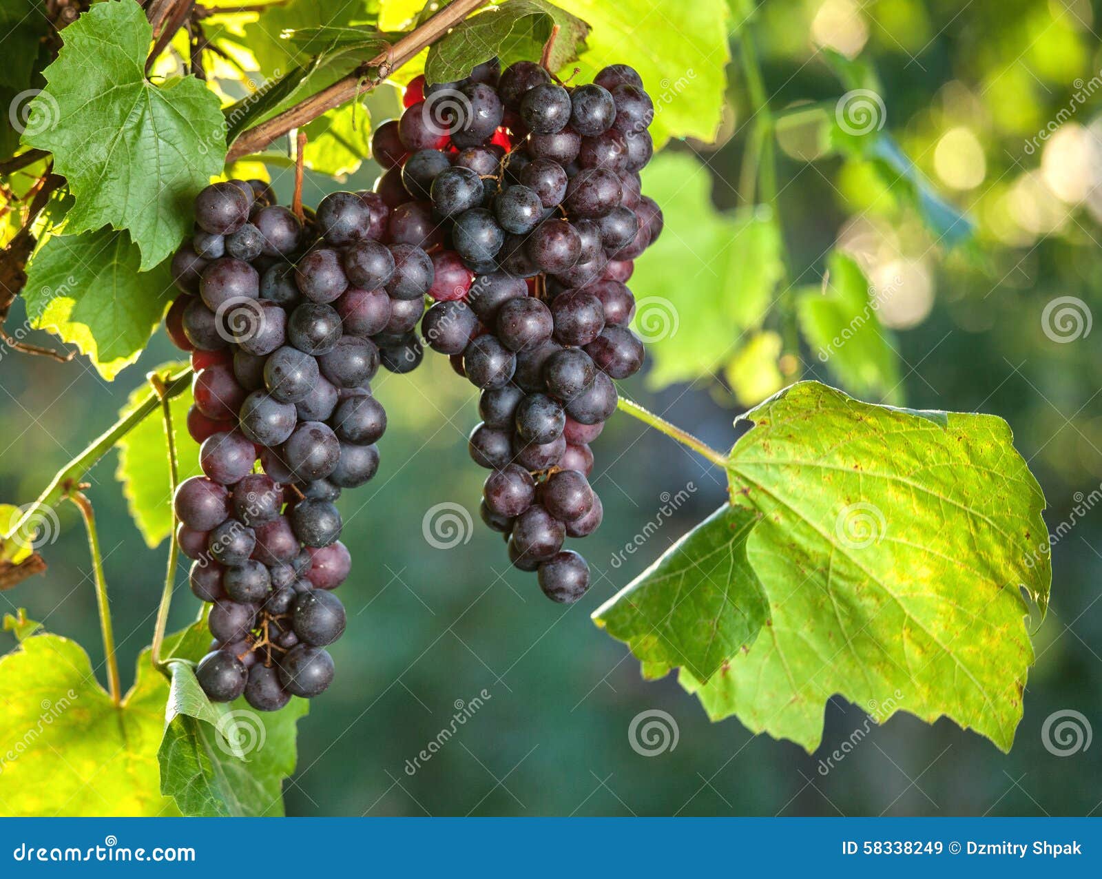Fresh Grapes on the Vine Branches. Agriculture Stock Image - Image of ...