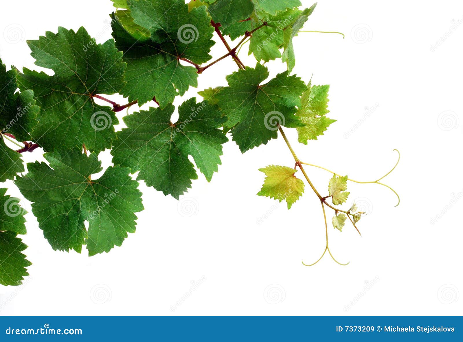 Fresh grapevine stock image. Image of natural, grapevine - 7373209