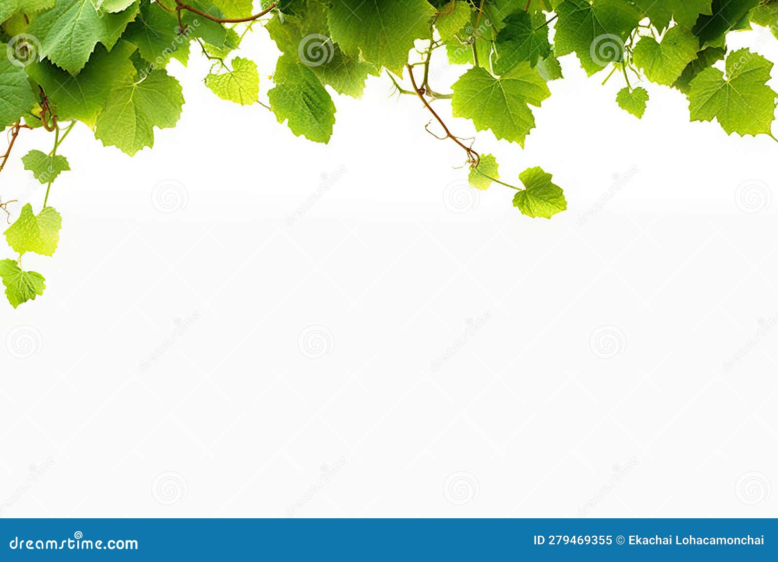 Fresh Grapevine Border Isolated on a White Background. Created with ...