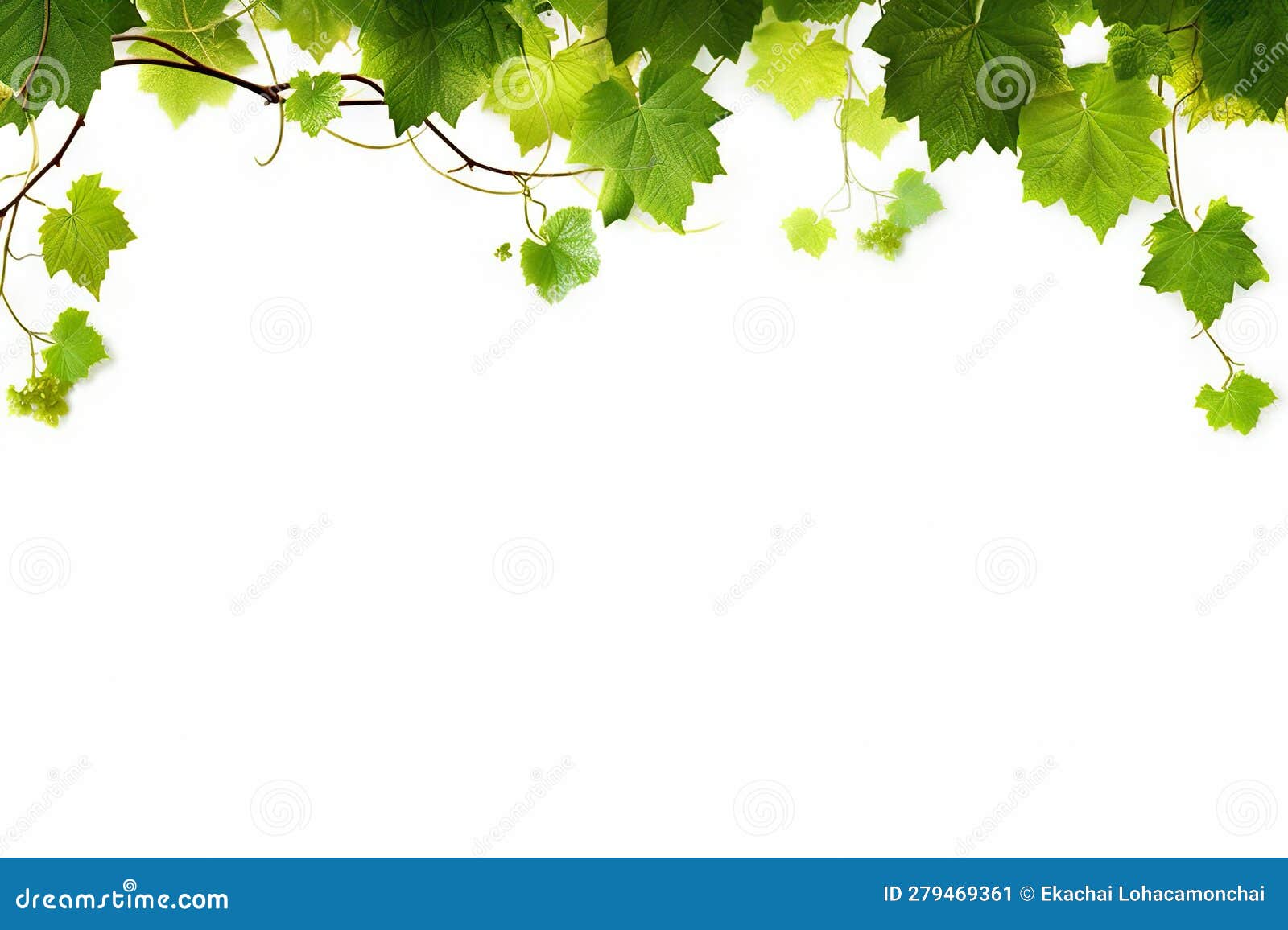 Fresh Grapevine Border Isolated On A White Background. Created With ...