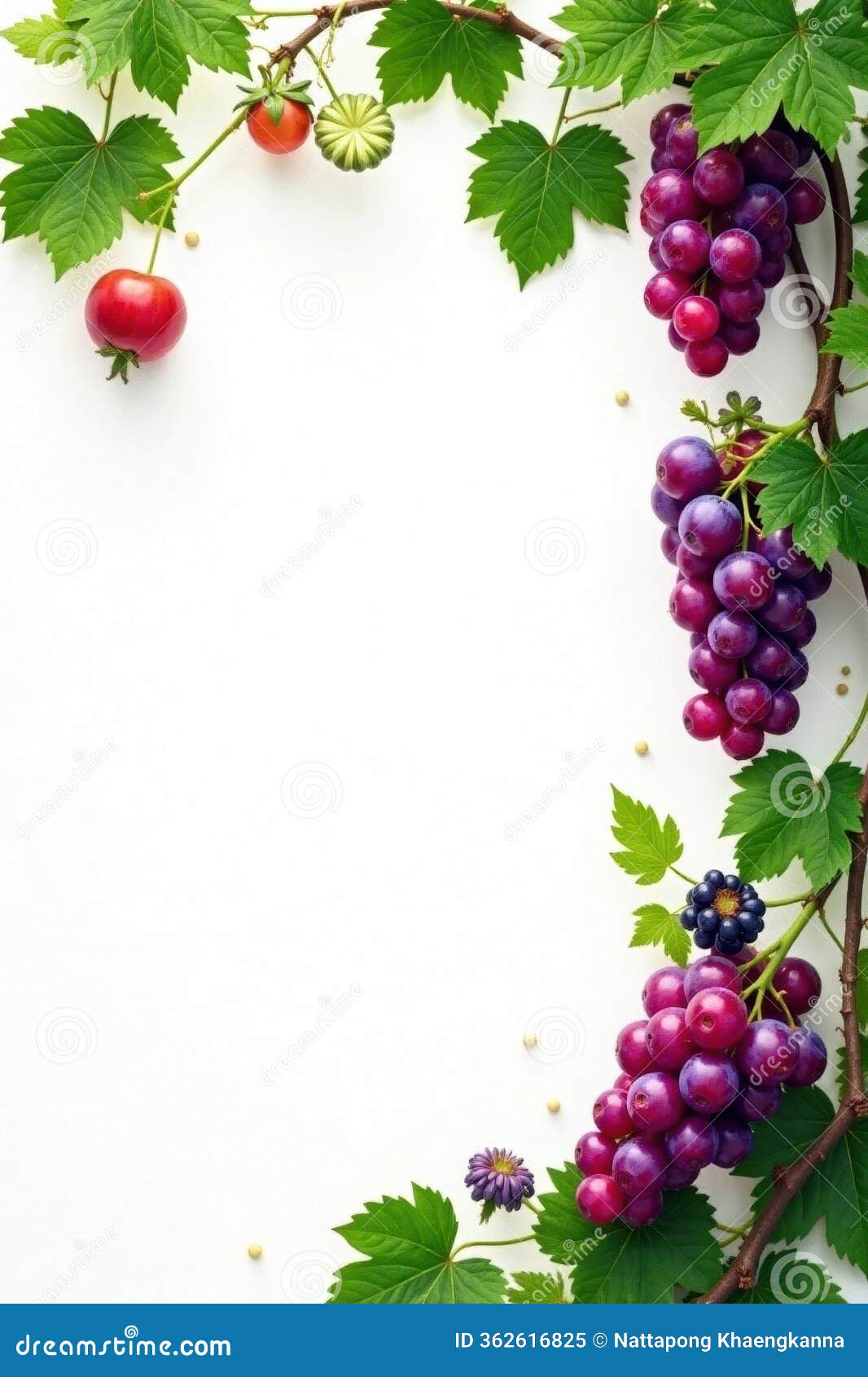 Fresh Grapevine Border with Leaves Fruit, White Background, Organic ...