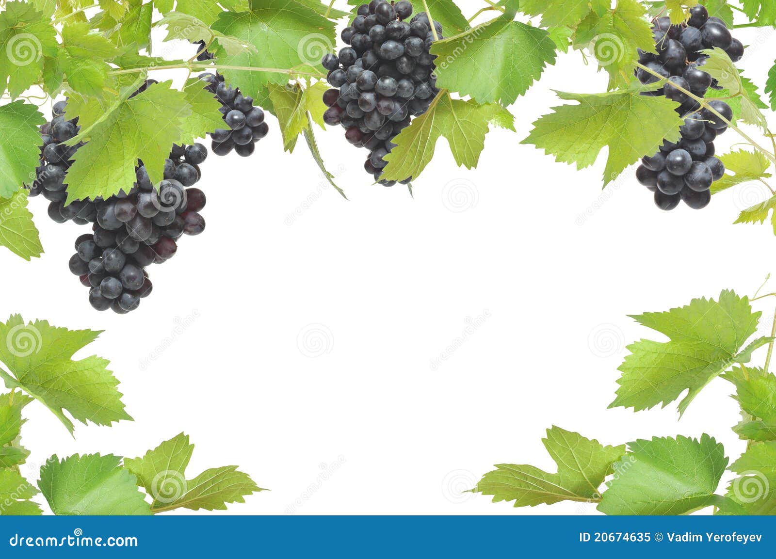 Fresh Grapevine Frame with Black Grapes Stock Image - Image of food ...