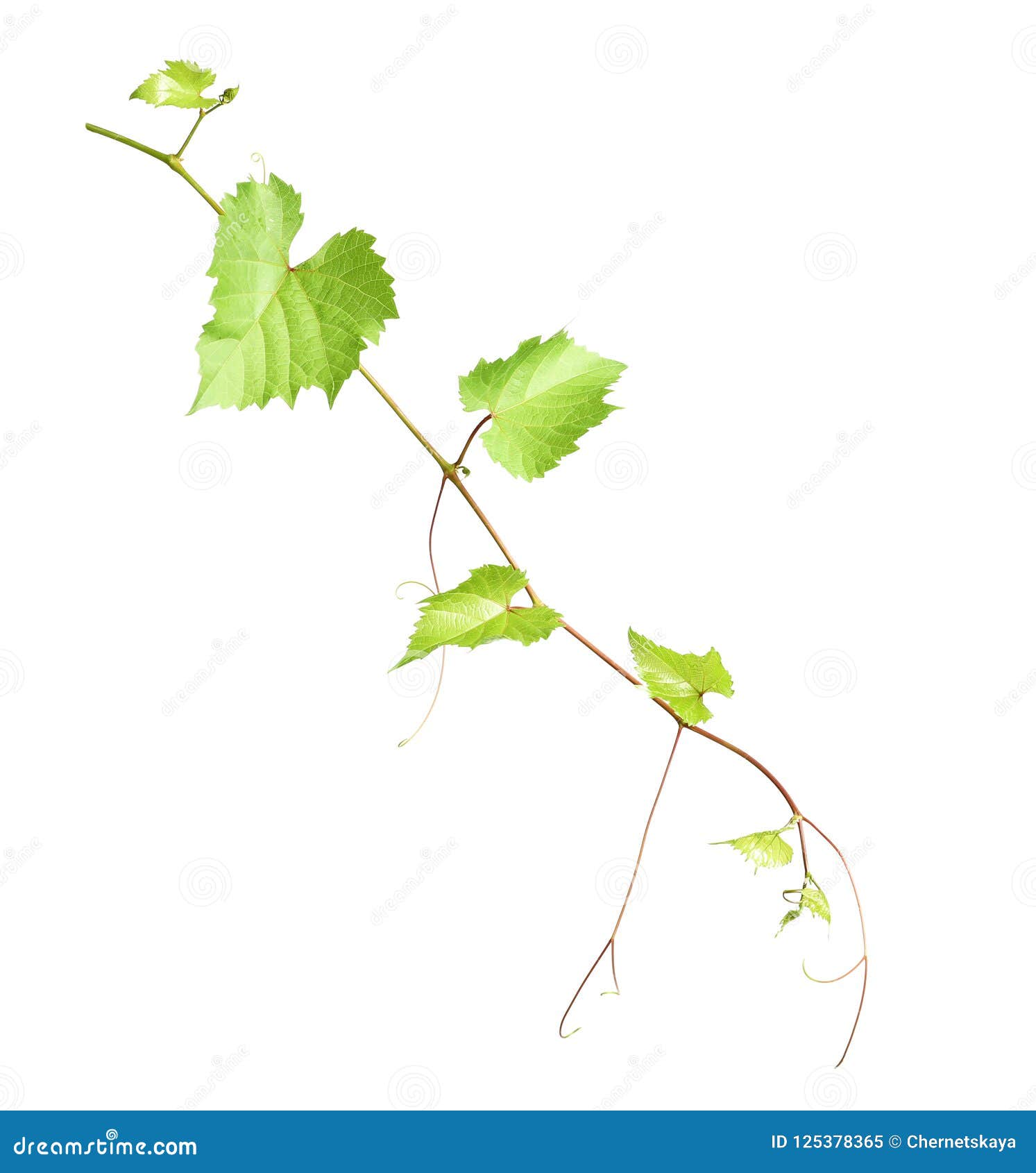 Fresh Grapevine with Leaves Isolated Stock Image - Image of healthy ...