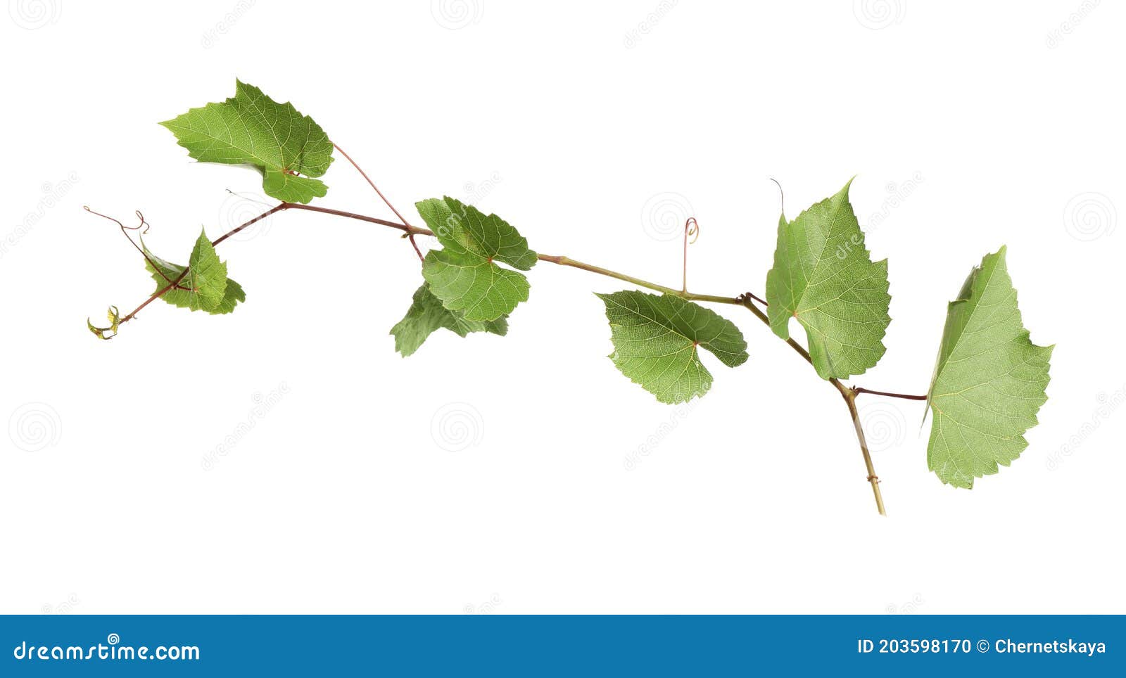 Fresh Grapevine with Leaves Isolated on White Stock Photo - Image of ...