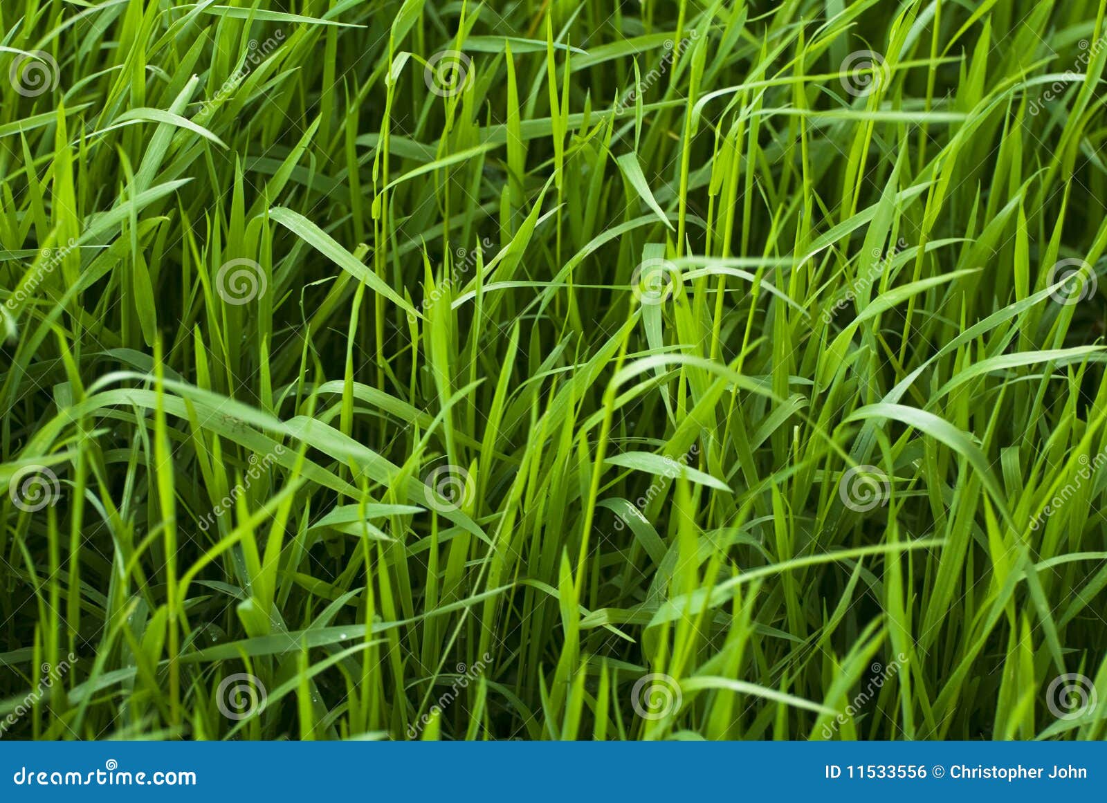 Fresh grass stock photo. Image of green, long, fresh - 11533556