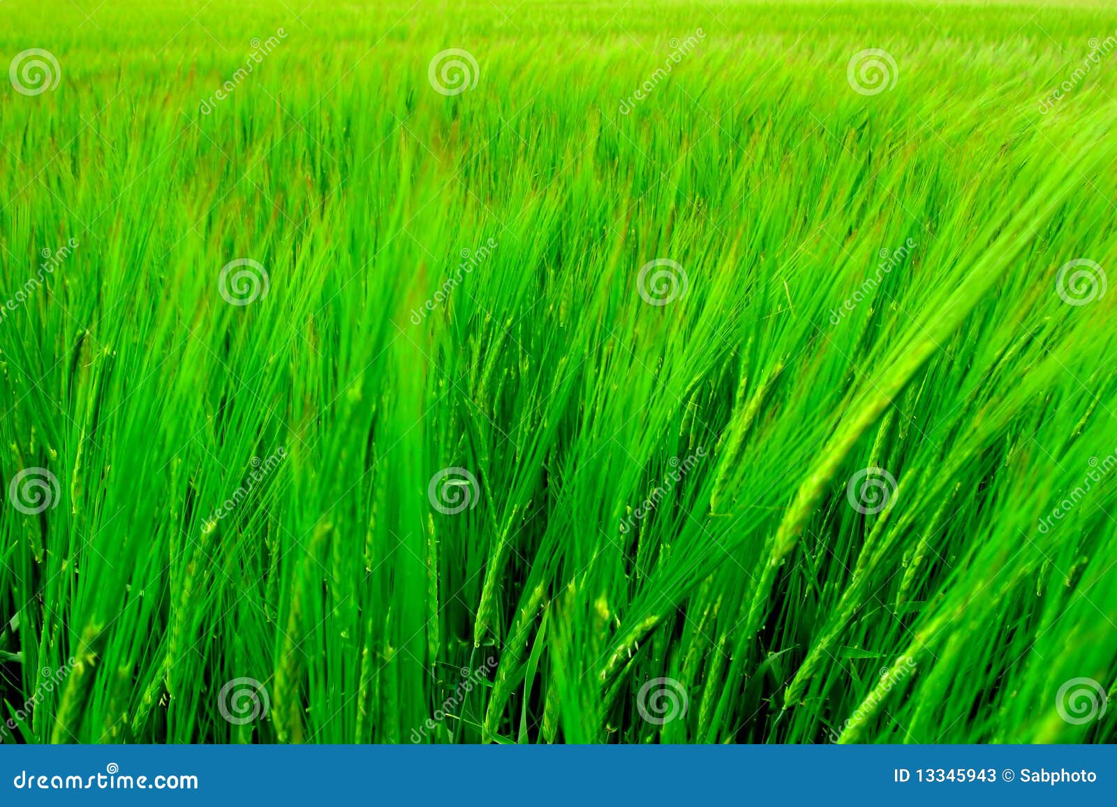 Fresh grass stock image. Image of rural, natural, healthy - 13345943