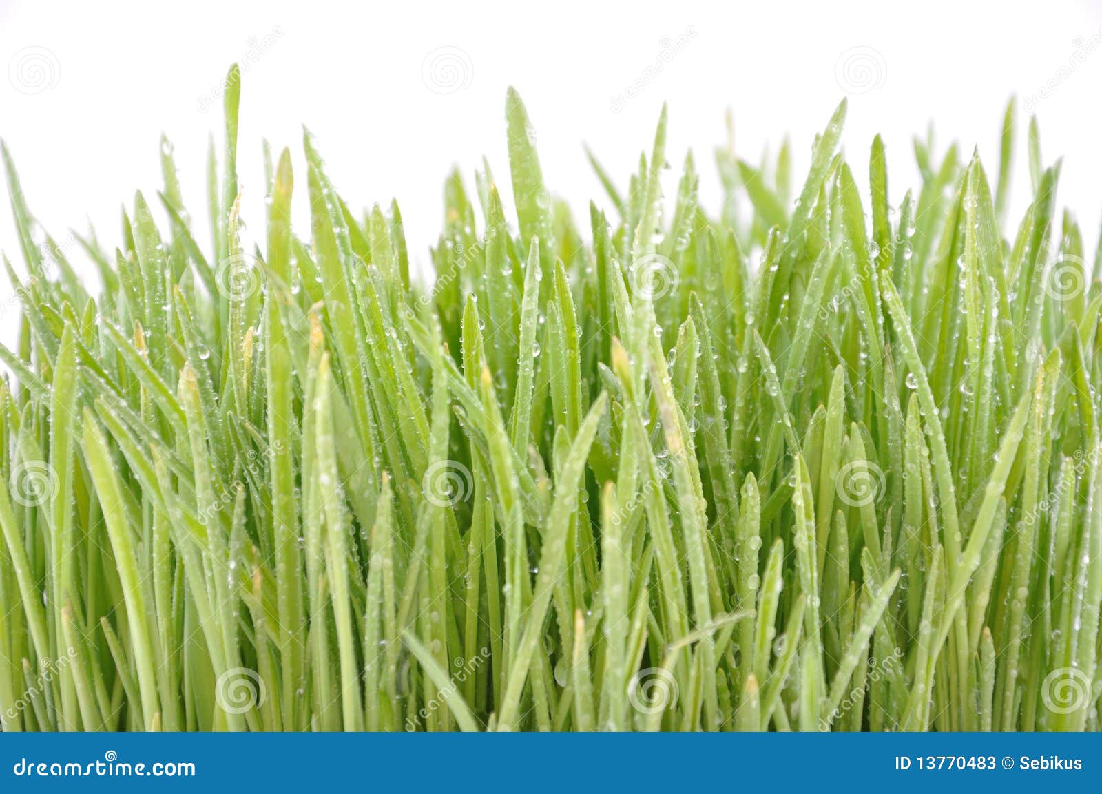 Fresh grass stock image. Image of cultivated, farm, allergy - 13770483