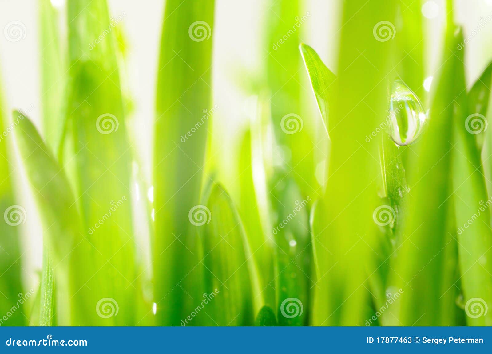 Fresh grass stock image. Image of life, grass, flare - 17877463