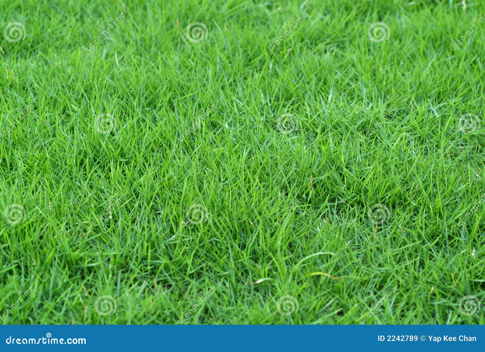 Fresh grass stock image. Image of drop, environment, meadows - 2242789