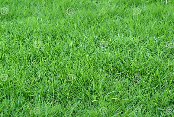 Fresh grass stock image. Image of drop, environment, meadows - 2242789