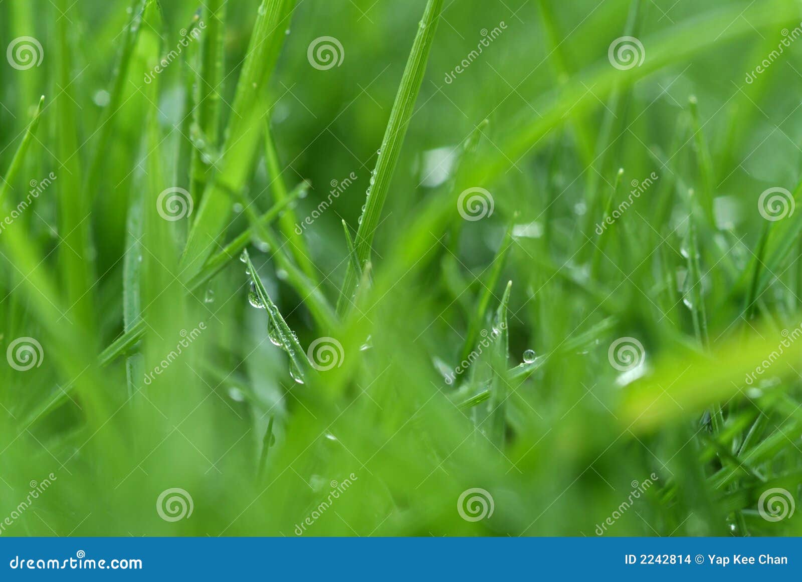 Fresh grass stock photo. Image of color, colors, garden - 2242814