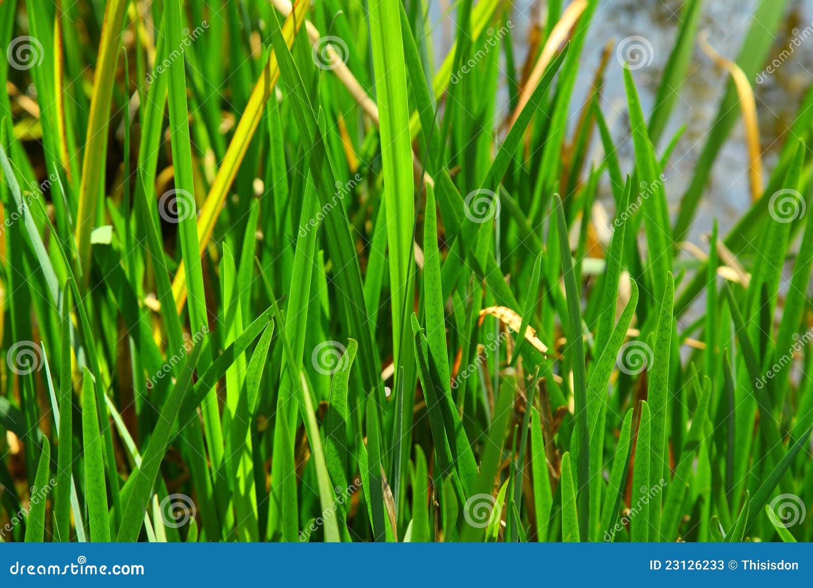 Fresh grass stock image. Image of abstract, green, backgrounds - 23126233