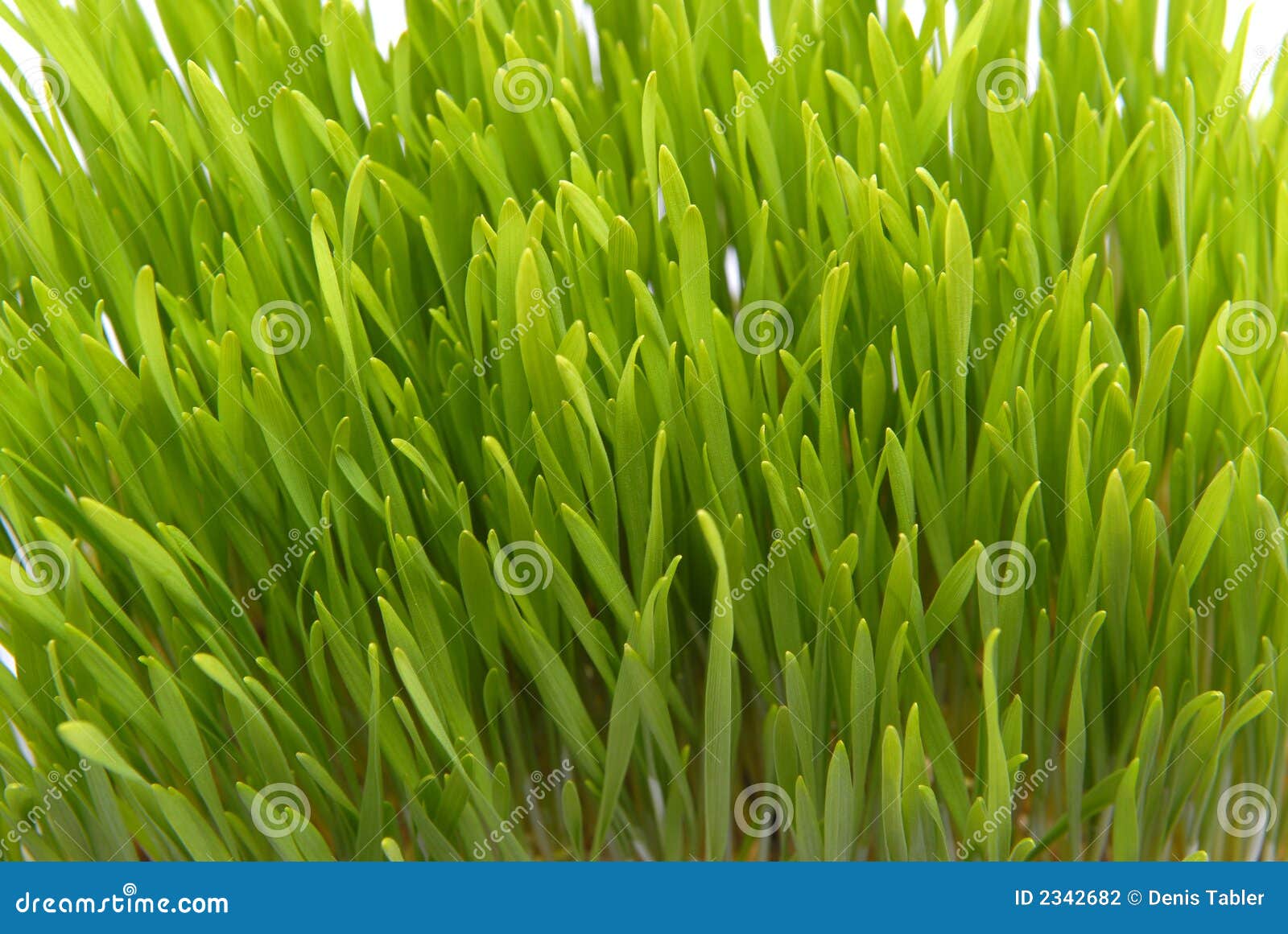 Fresh grass stock photo. Image of lawn, earth, copy, field - 2342682