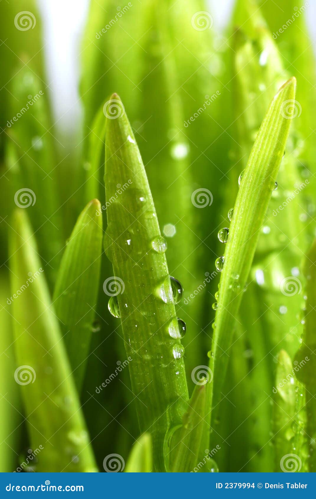 Fresh grass stock photo. Image of color, growth, macro - 2379994