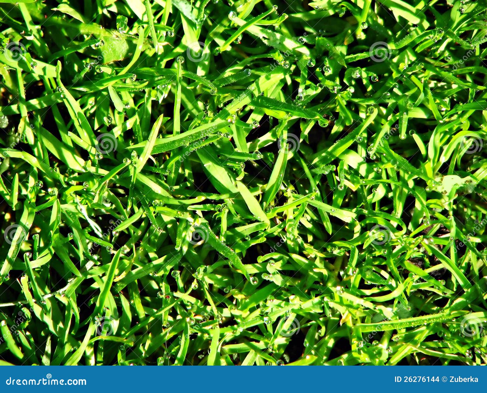 Fresh grass stock photo. Image of blades, light, ecology - 26276144