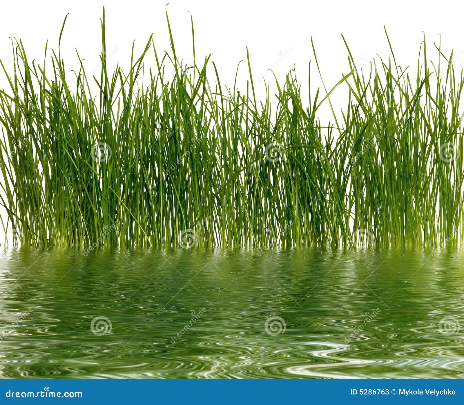 Fresh grass stock image. Image of meadow, idyll, color - 5286763