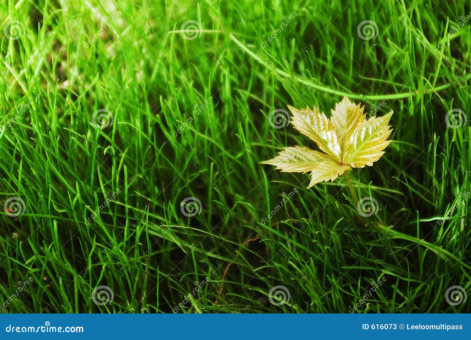 Fresh Grass stock image. Image of peaceful, fresh, park - 616073