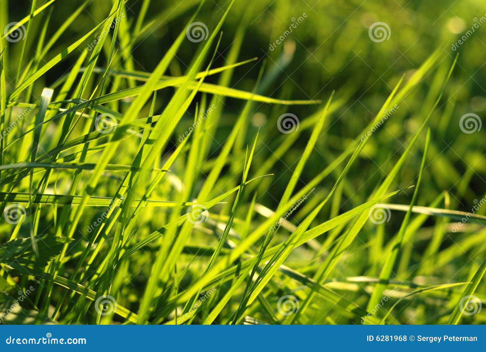 Fresh grass stock photo. Image of bright, branch, ecology - 6281968