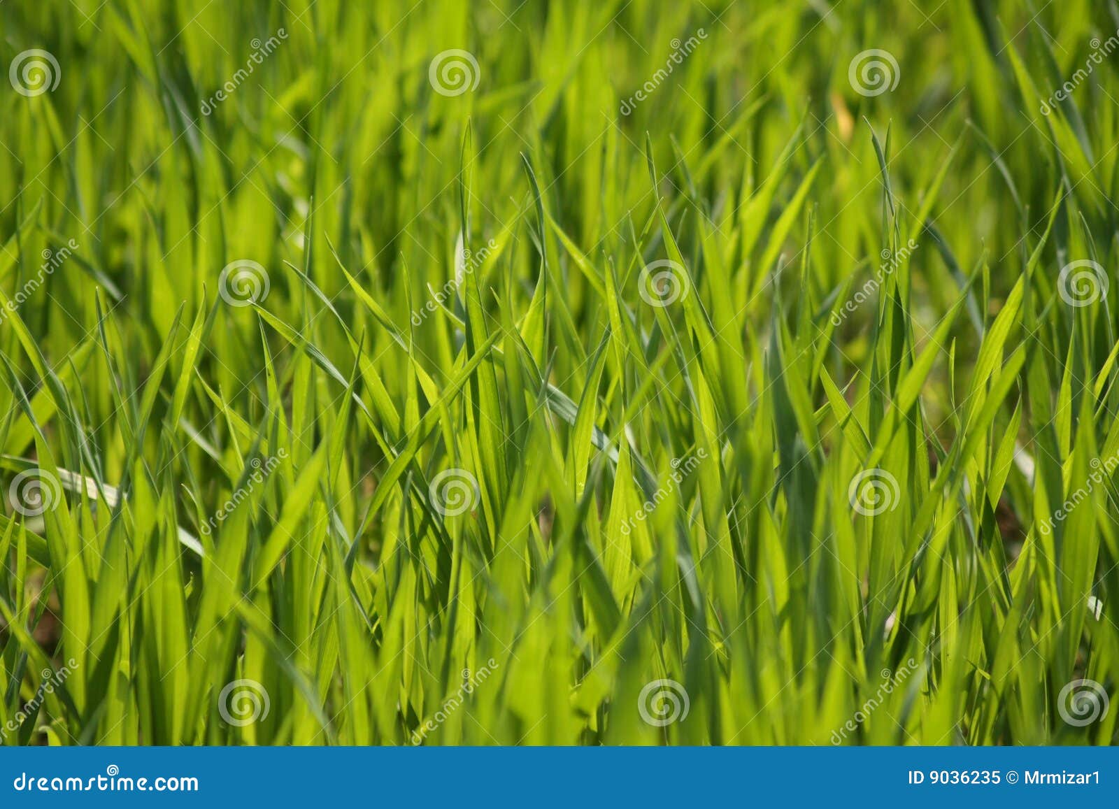 Fresh Grass Background stock image. Image of beautiful - 9036235