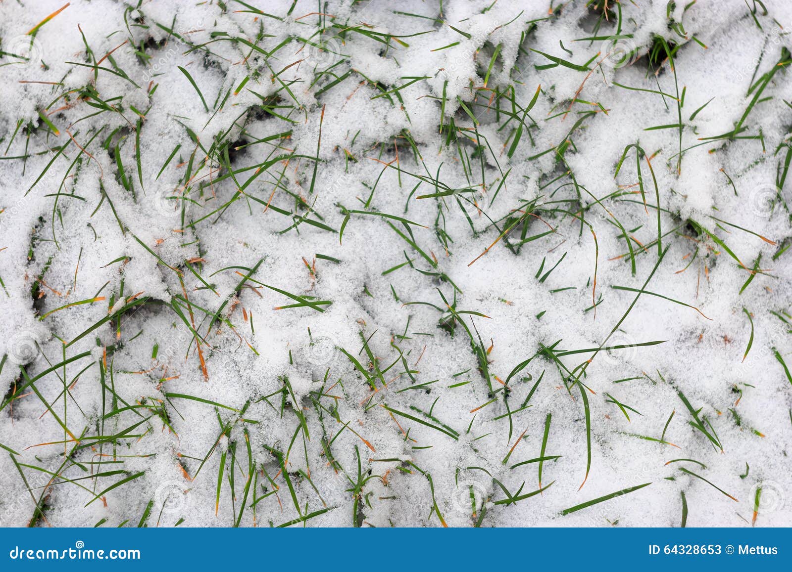 Fresh Grass Covered with Snow from Above Stock Image - Image of garden ...
